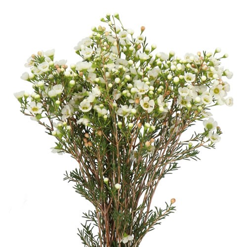 WAXFLOWER JENNY JANE 80cm 50gm | Wholesale Dutch Flowers & Florist ...