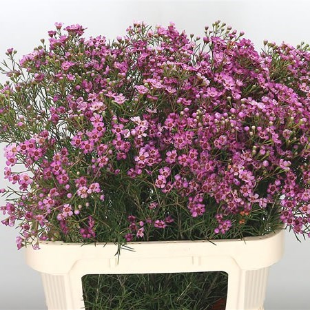WAXFLOWER JUPITER 80cm 50gm | Wholesale Dutch Flowers & Florist Supplies UK