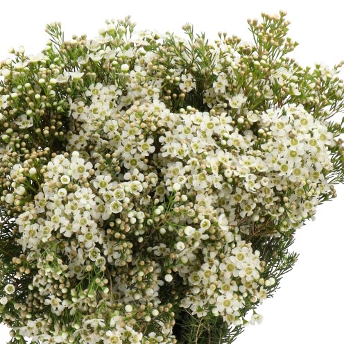 WAXFLOWER JUPITER MOON 70cm 60gm | Wholesale Dutch Flowers & Florist ...