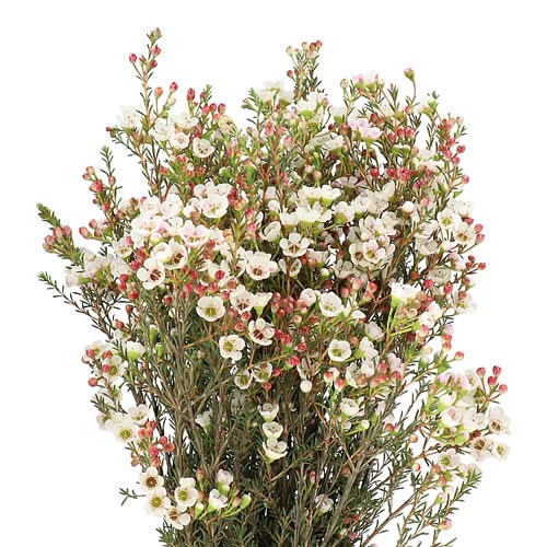 WAXFLOWER LIRON 70cm 30gm | Wholesale Dutch Flowers & Florist Supplies UK