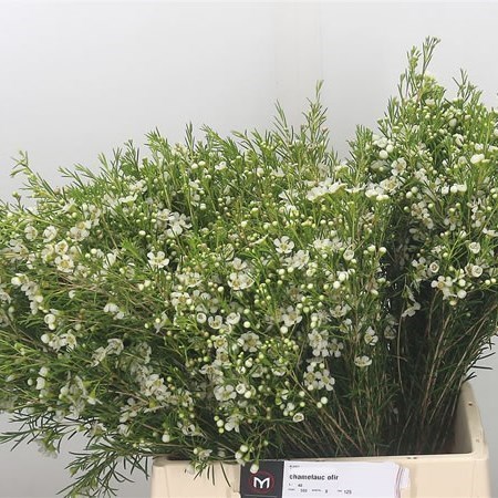 WAXFLOWER OFIR 60cm 30gm | Wholesale Dutch Flowers & Florist Supplies UK