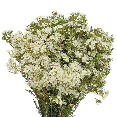 WAXFLOWER OFIR 80cm 90gm | Wholesale Dutch Flowers & Florist Supplies UK