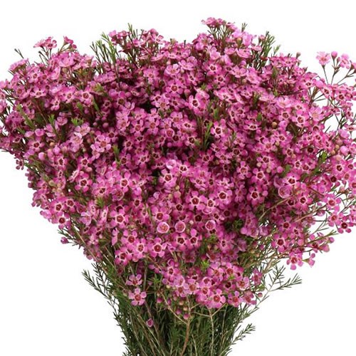 WAXFLOWER PURPLE RAIN 70cm 90gm | Wholesale Dutch Flowers & Florist ...