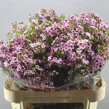 WAXFLOWER RASBERRY RIPPLE 70cm 30gm | Wholesale Dutch Flowers & Florist ...
