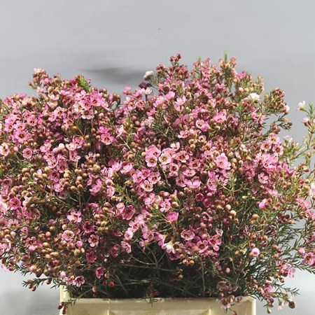 WAXFLOWER SARAH'S DELIGHT 70cm 30gm | Wholesale Dutch Flowers & Florist ...