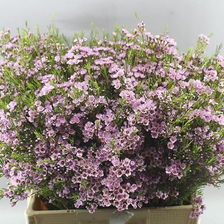 WAXFLOWER WENDY PINK 70cm 50gm | Wholesale Dutch Flowers & Florist ...