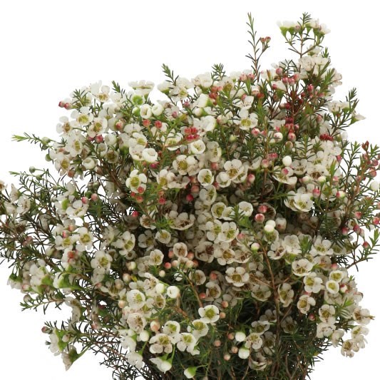 Waxflower Gil 70cm (chamelaucium) | Wholesale Dutch Flowers & Florist ...