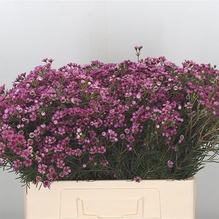 Waxflower Jupiter 55cm (chamelaucium) | Wholesale Dutch Flowers ...