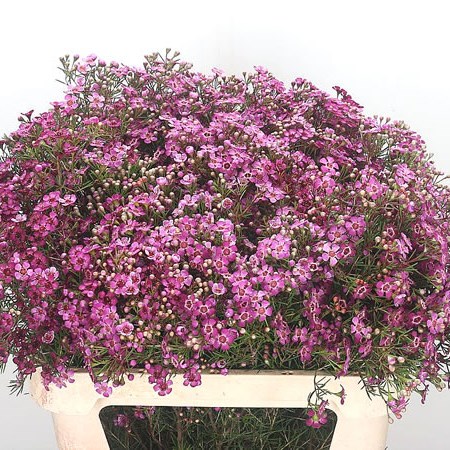 Waxflower Jupiter 70cm (chamelaucium) | Wholesale Dutch Flowers ...