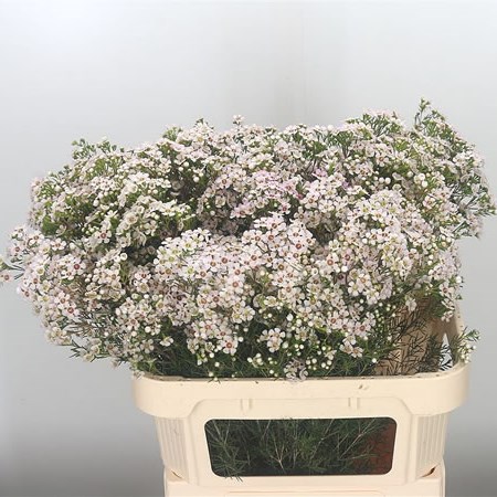 Waxflower Jupiter Moon 80cm (chamelaucium) | Wholesale Dutch Flowers ...