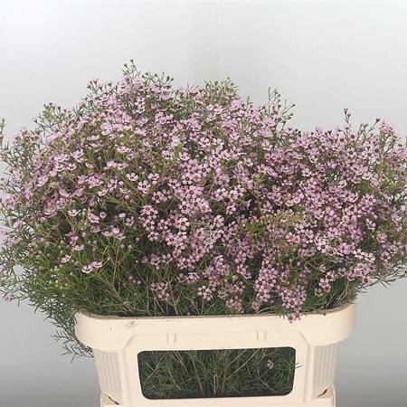 Waxflower Jupiter Sol 70cm (chamelaucium) | Wholesale Dutch Flowers ...