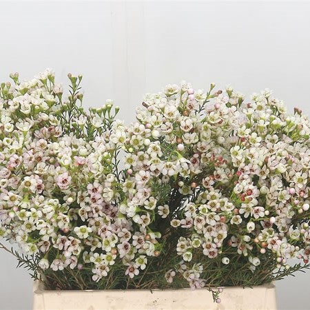 Waxflower Maya 40cm (chamelaucium) | Wholesale Dutch Flowers & Florist ...