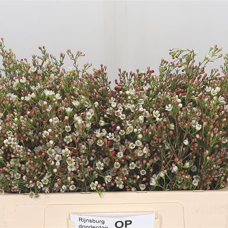 Waxflower Maya 50cm (chamelaucium) | Wholesale Dutch Flowers & Florist ...