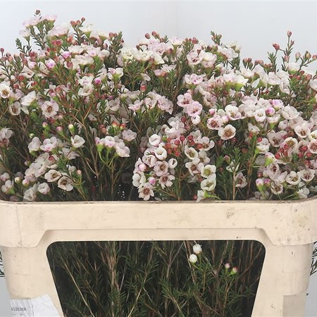 Waxflower Moonlight Delight 70cm (chamelaucium) | Wholesale Dutch ...