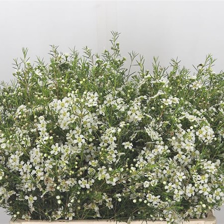 Waxflower Ofir 55cm (chamelaucium) | Wholesale Dutch Flowers & Florist ...