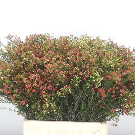 Waxflower Red Wave (in seed) 80cm (chamelaucium) | Wholesale Dutch ...