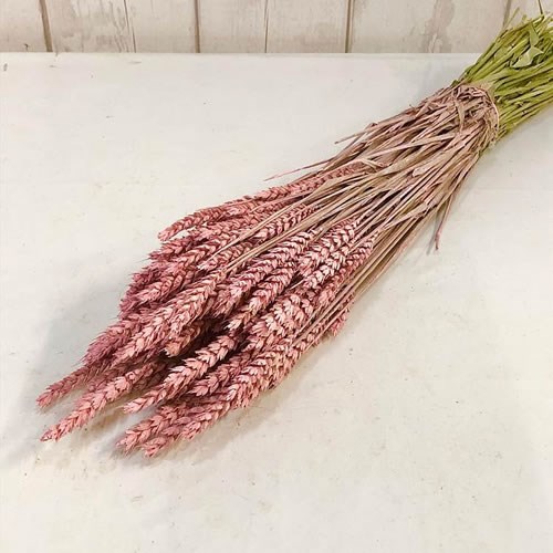 Wheat Dyed Pink (Dried) 60cm | Wholesale Dried Flowers UK | Preserved ...