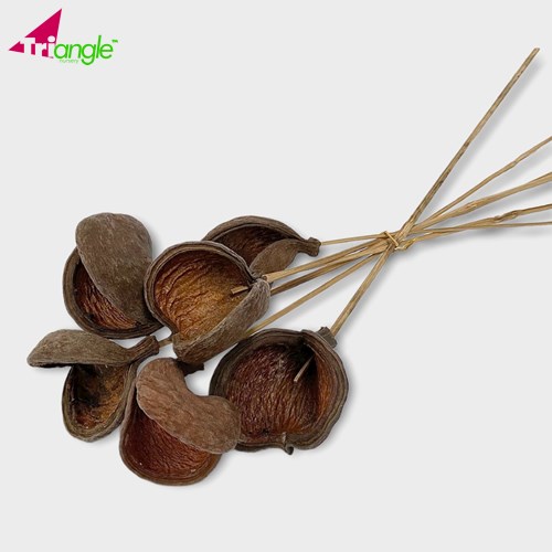Badam on Sticks (Dried) 50cm | Wholesale Dried Flowers UK | Preserved ...