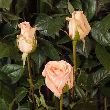 Rose Alejandra Ecuador | Wholesale Flowers & Florist Supplies UK