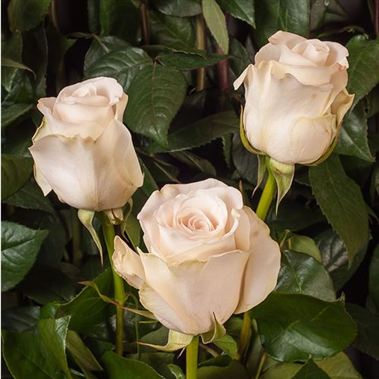 Rose Amelia Ecuador | Wholesale Flowers & Florist Supplies UK