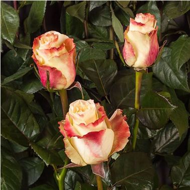 Rose Aubade Ecuador | Wholesale Flowers & Florist Supplies UK