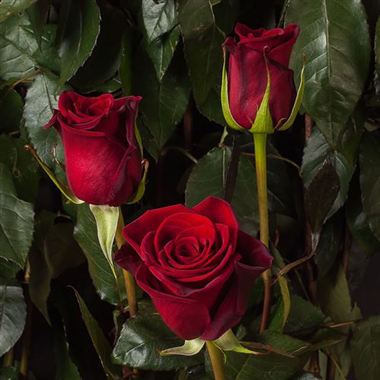 Rose Black Magic Ecuador | Wholesale Flowers & Florist Supplies UK