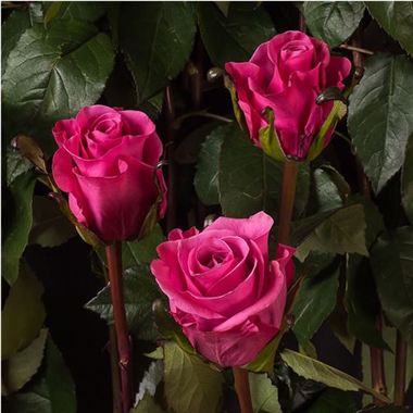 Rose Breezer Ecuador | Wholesale Flowers & Florist Supplies UK