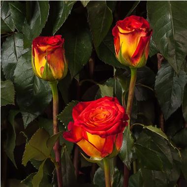 Rose Circus Ecuador | Wholesale Flowers & Florist Supplies UK
