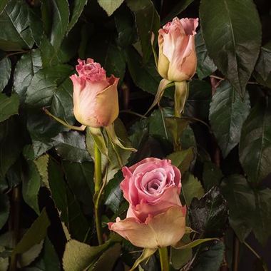 Rose Faith Ecuador | Wholesale Flowers & Florist Supplies UK