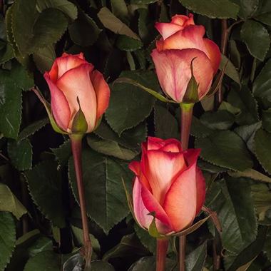 Rose Fidji Ecuador | Wholesale Flowers & Florist Supplies UK