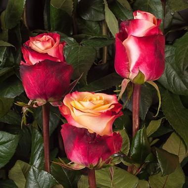 Rose Fragrant delicious Ecuador | Wholesale Flowers & Florist Supplies UK