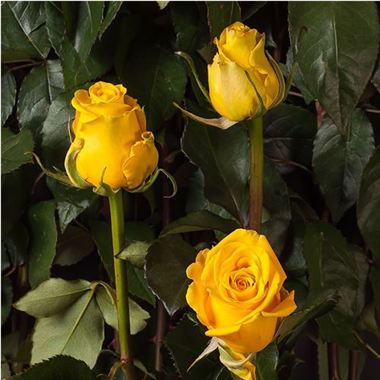 Rose High and Exotic Ecuador | Wholesale Flowers & Florist Supplies UK