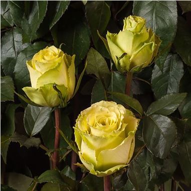 Rose Limbo Ecuador | Wholesale Flowers & Florist Supplies UK