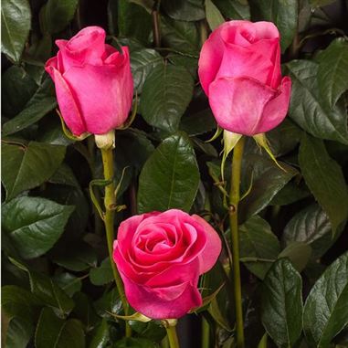 Rose Queen Mary Ecuador | Wholesale Flowers & Florist Supplies UK