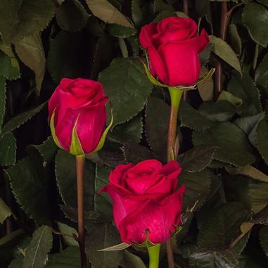 Rose Queenberry Ecuador | Wholesale Flowers & Florist Supplies UK