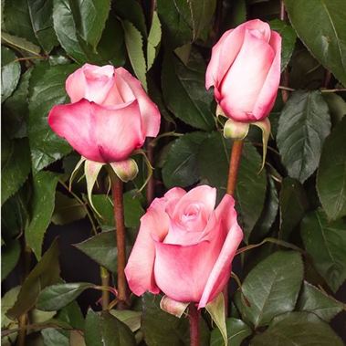 Rose Rocio Ecuador | Wholesale Flowers & Florist Supplies UK
