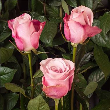 Rose Secret Garden Ecuador | Wholesale Flowers & Florist Supplies UK