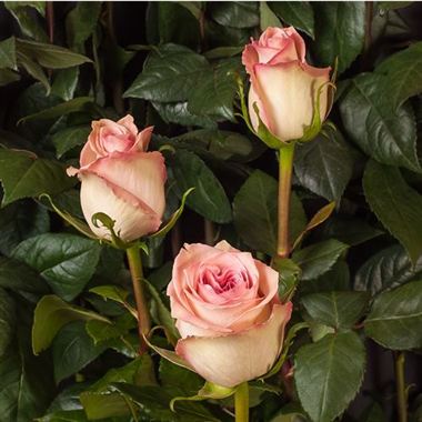 Rose Sweet Elegance Ecuador | Wholesale Flowers & Florist Supplies UK