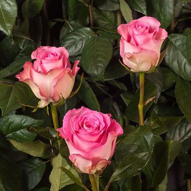 Rose Sweet Unique Ecuador | Wholesale Flowers & Florist Supplies UK