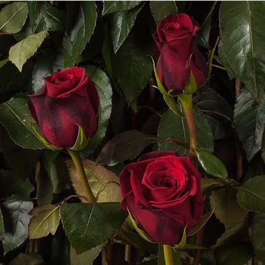 Rose Top Secret Ecuador | Wholesale Flowers & Florist Supplies UK