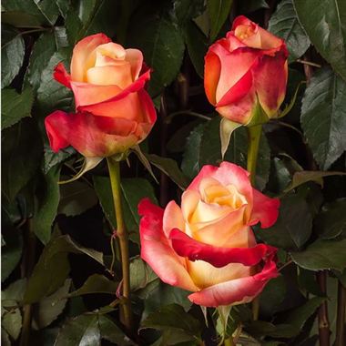 Rose True Colors Ecuador | Wholesale Flowers & Florist Supplies UK
