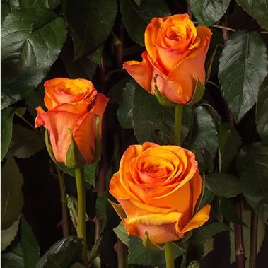 Rose Tycoon Ecuador | Wholesale Flowers & Florist Supplies UK