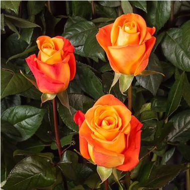 Rose Voodoo Ecuador | Wholesale Flowers & Florist Supplies UK