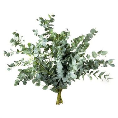 Israeli Eucalyptus Cinerea | Wholesale Flowers & Florist Supplies UK