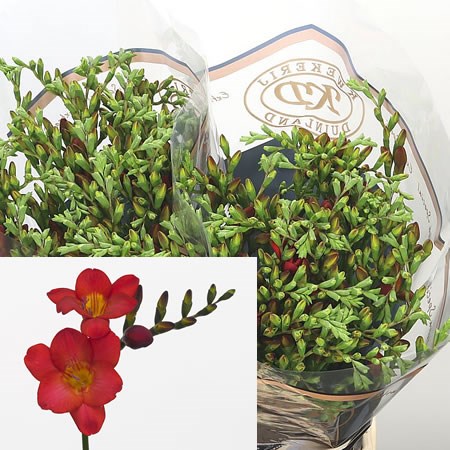 Freesia Red Passion 50cm | Wholesale Dutch Flowers & Florist Supplies UK