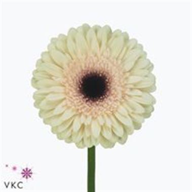 Gerbera Eclair | Wholesale Dutch Flowers & Florist Supplies UK