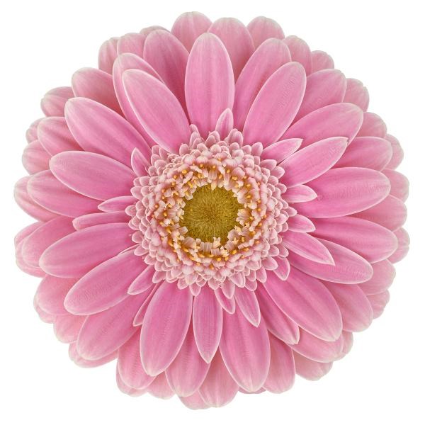 GERMINI ROSAMUNDE x 60 | Wholesale Dutch Flowers & Florist Supplies UK