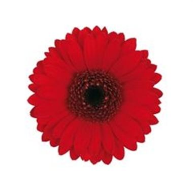 Germini Suri Red x 80 | Wholesale Flowers & Florist Supplies UK