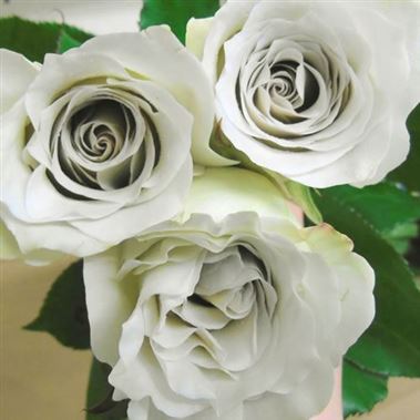 Earl Grey Roses | Wholesale Flowers & Florist Supplies UK