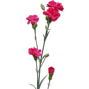 Spray Carnations Hot Pink | Wholesale Flowers & Florist Supplies UK